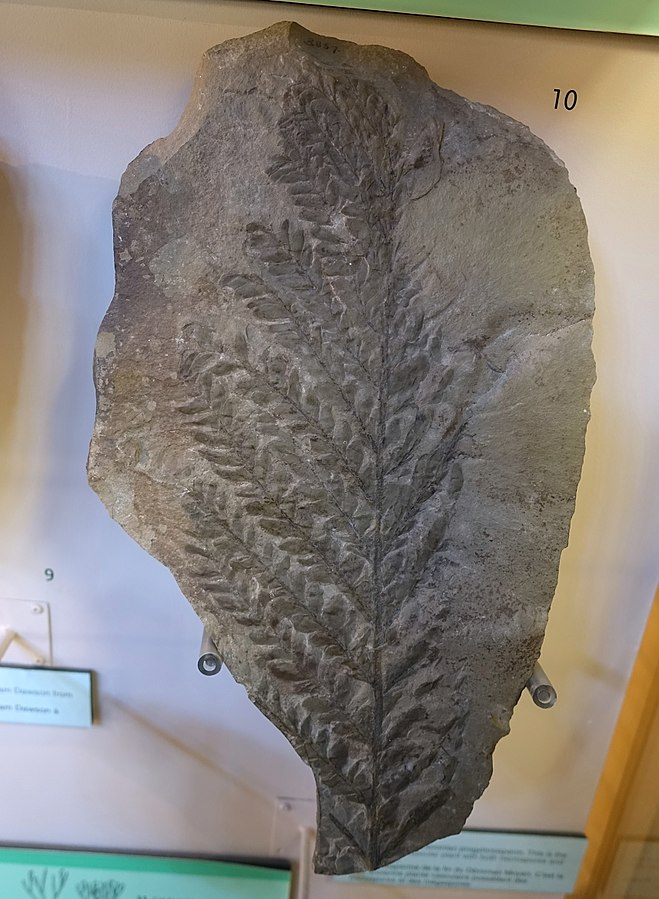 File:Archaeopteris, Scotland, Upper Devonian period - Redpath Museum ...